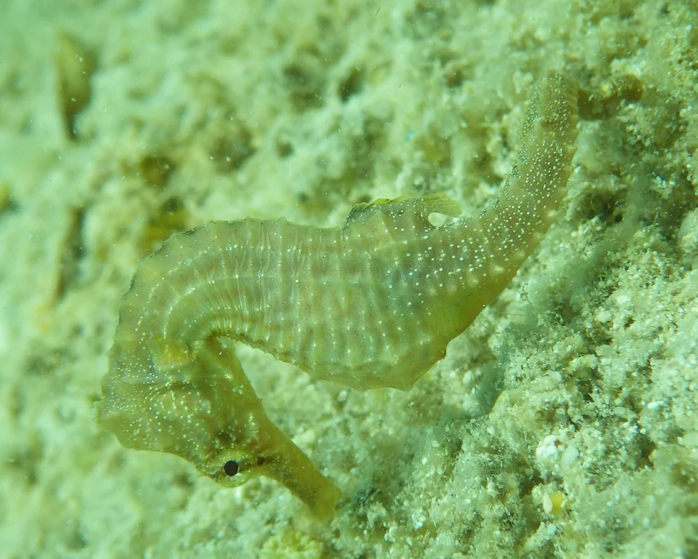 Sweetings Pond, Eleuthera Island, Bahamas — IUCN Seahorse, Pipefish ...