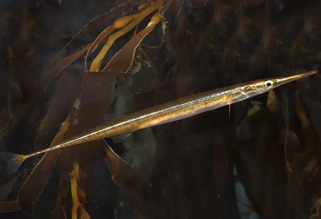 Our species — IUCN Seahorse, Pipefish & Seadragon