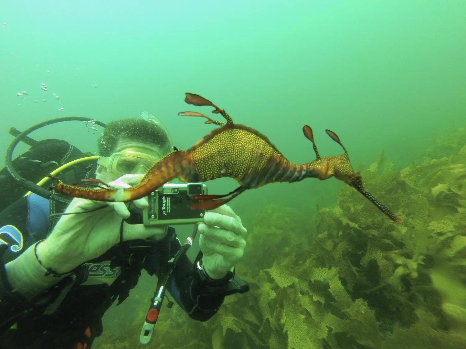 Who we are — IUCN Seahorse, Pipefish & Seadragon