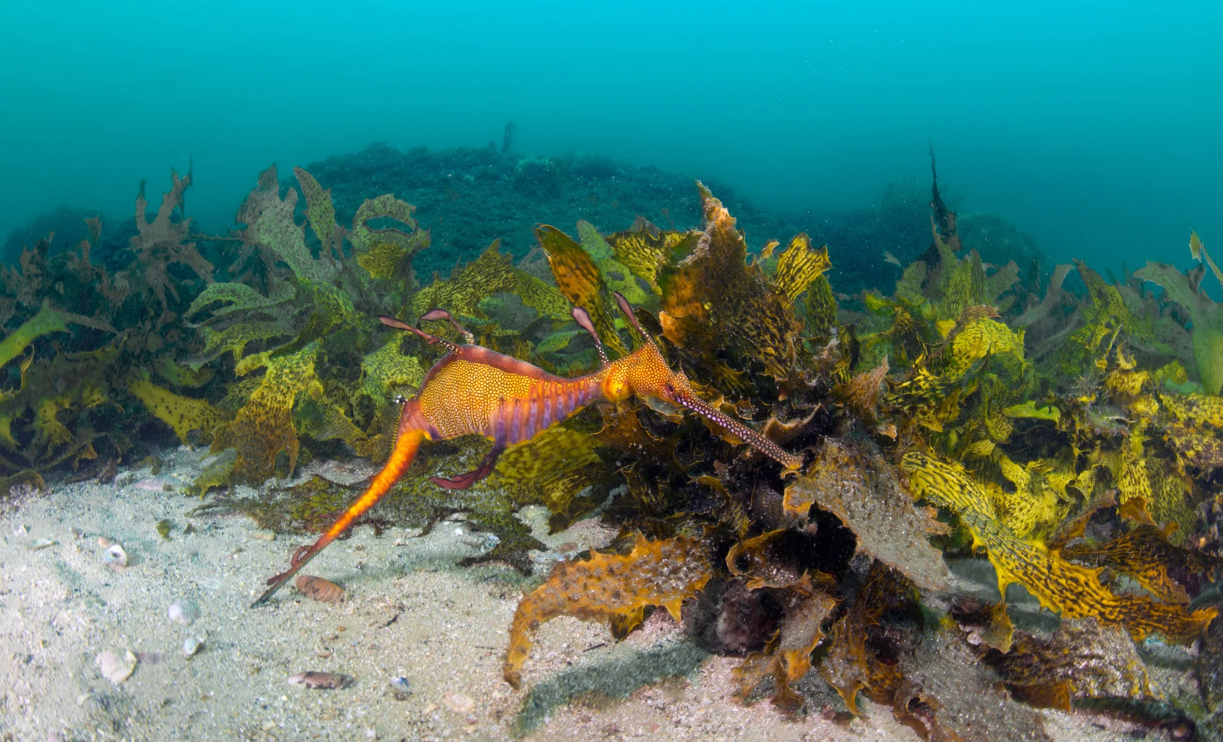 Gallery — IUCN Seahorse, Pipefish & Seadragon