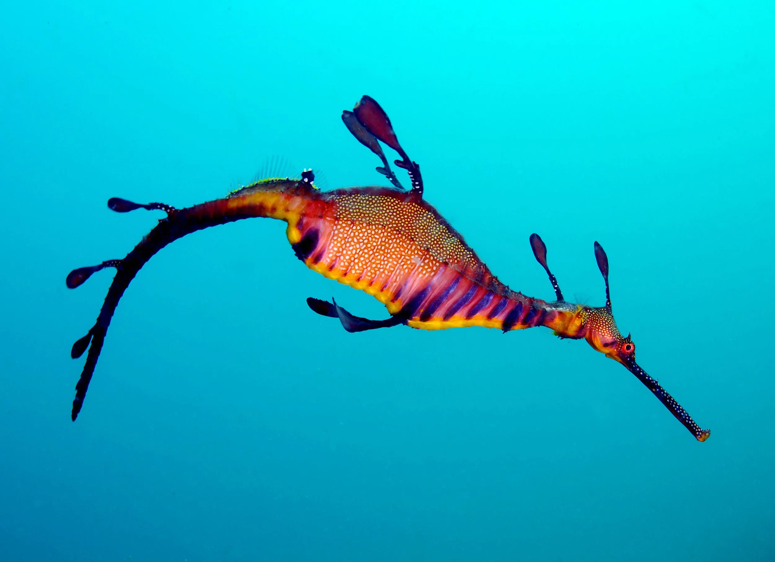 Gallery — IUCN Seahorse, Pipefish & Seadragon
