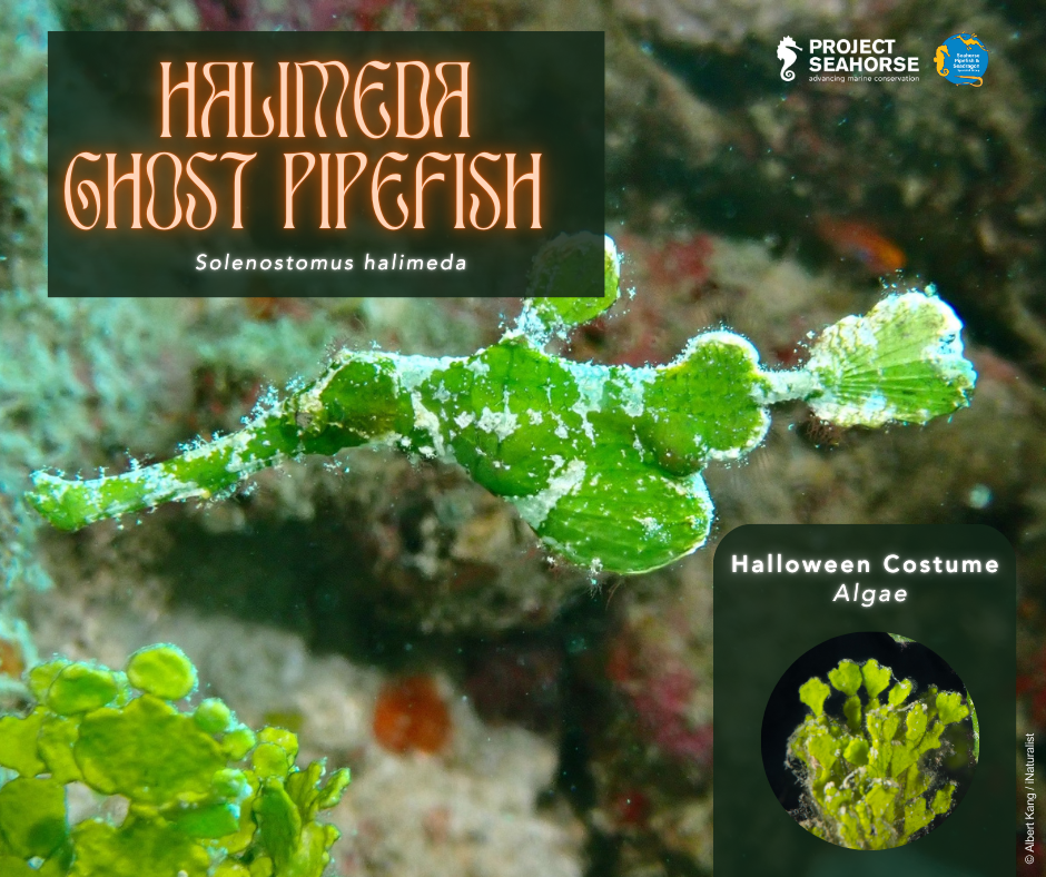 This Halloween, our researchers bring ghost pipefishes out of the ...