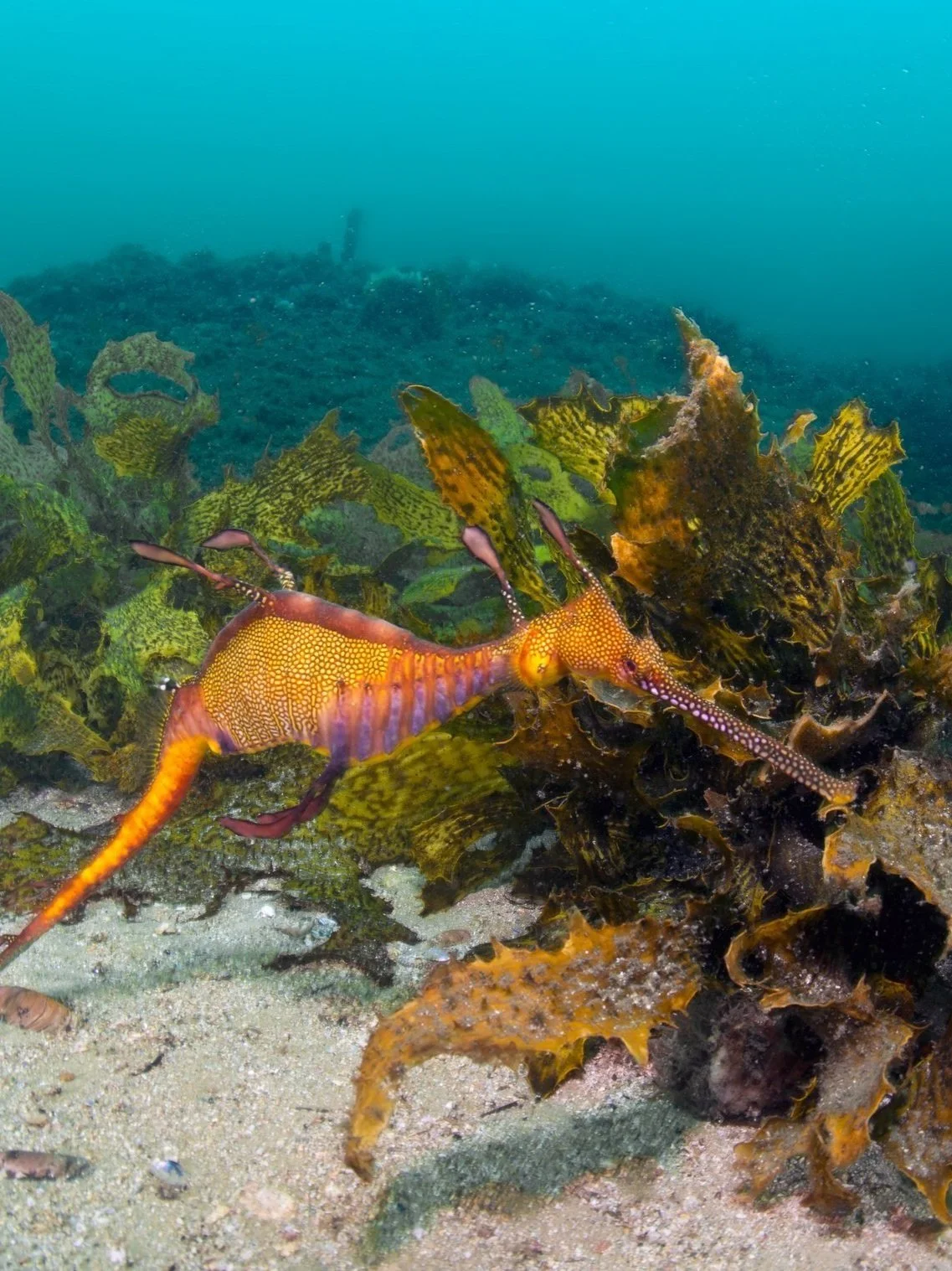 Q&A: Seadragons ... and climate change? — IUCN Seahorse, Pipefish ...