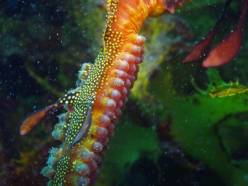 Q&A: Seadragons ... and climate change? — IUCN Seahorse, Pipefish ...
