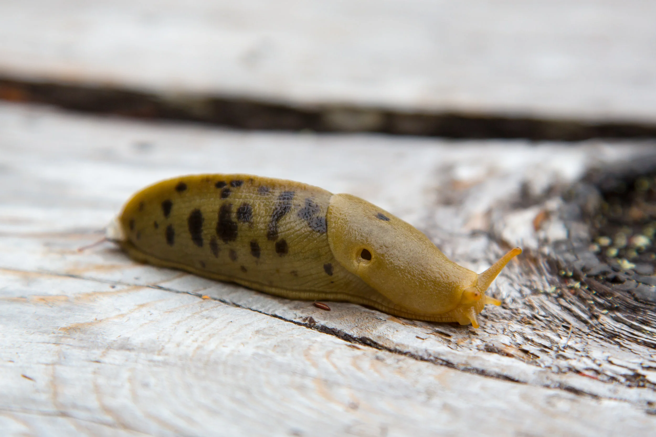 Vancouver Island — Gord's Travelblog