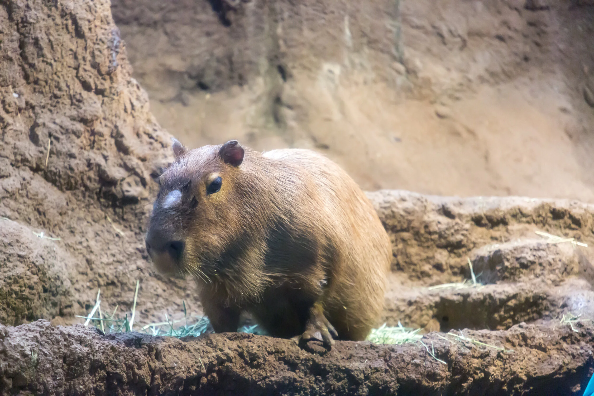 Japan — Gord's Travelblog