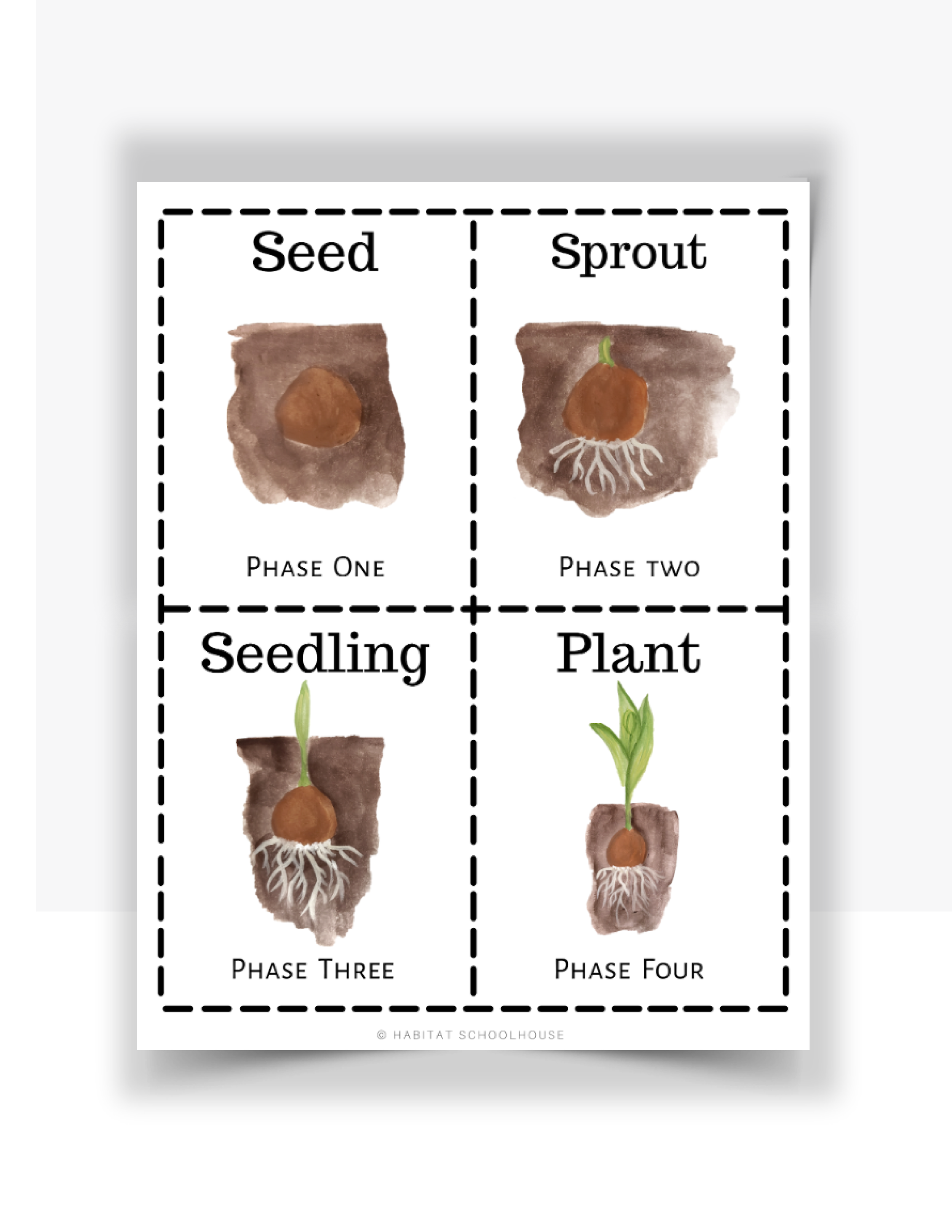 Free Safariology Life Cycles Learning Flashcards Life