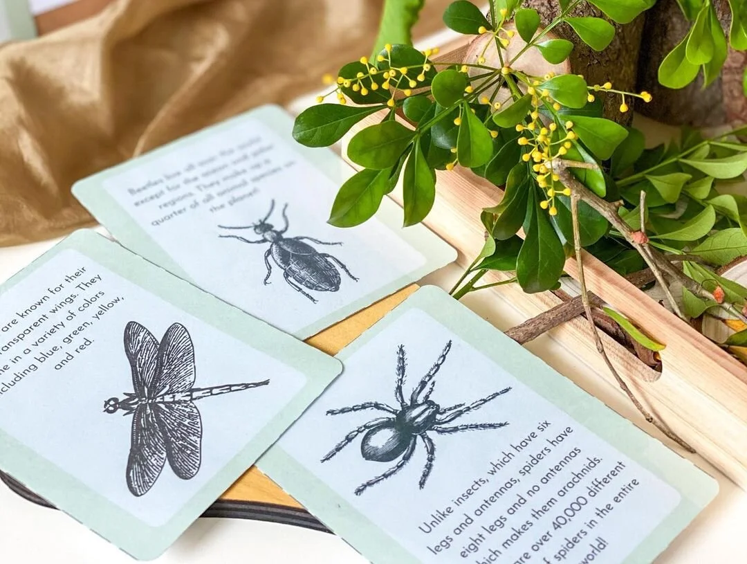 Mega Summer Bundle — Habitat Schoolhouse