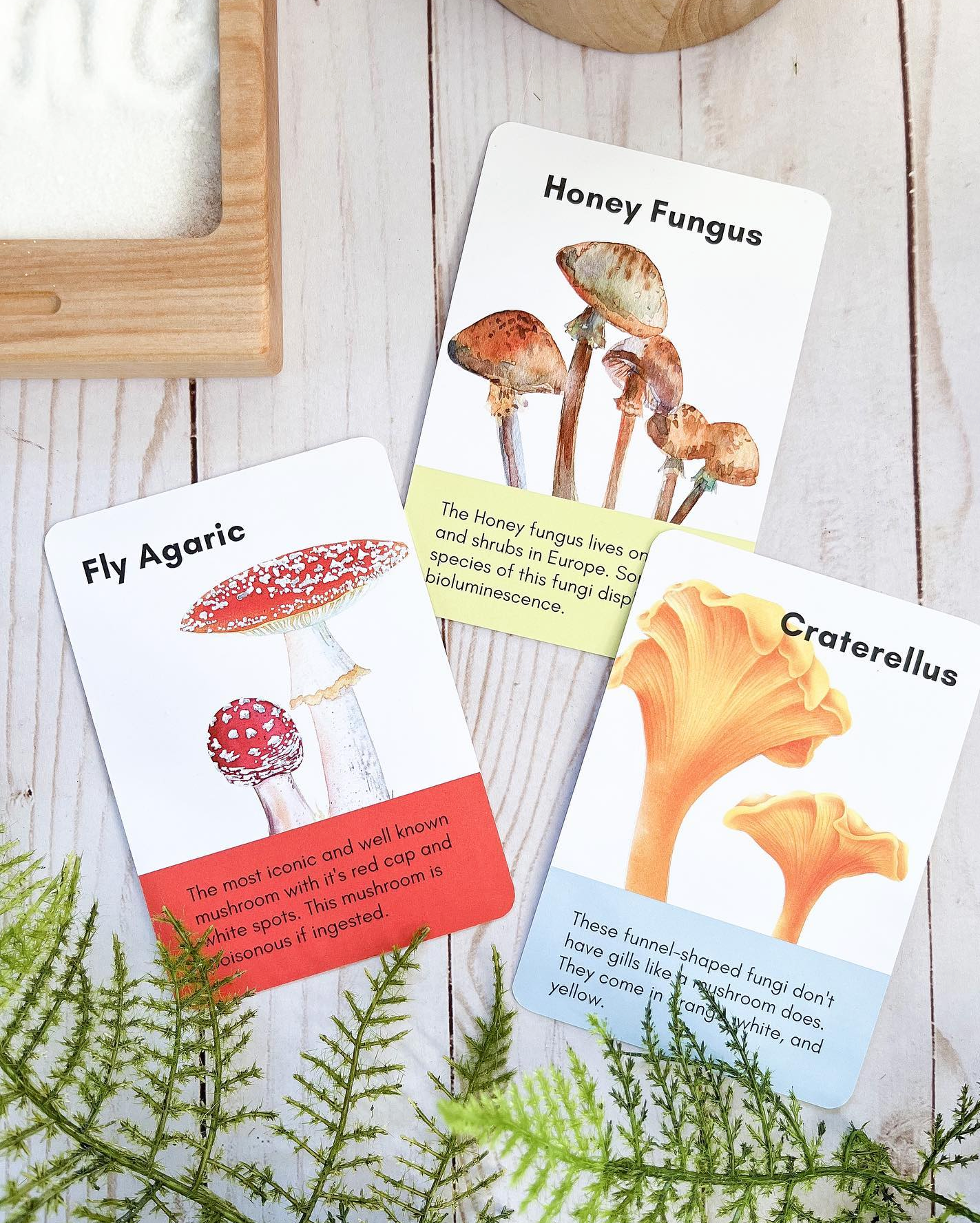 Bug Alphabet Cards (PDF) — Habitat Schoolhouse