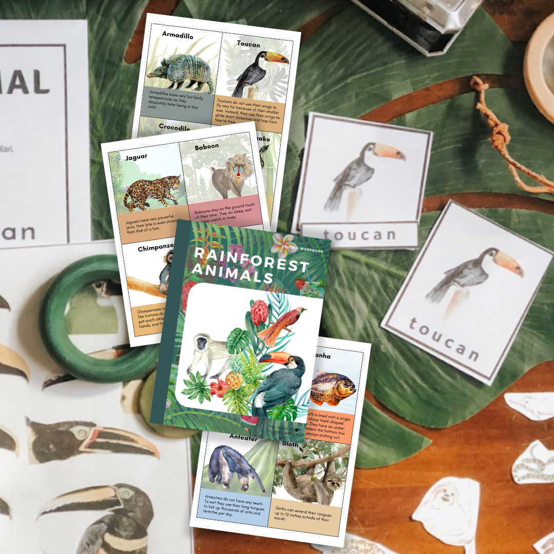 Rainforest Animals (PDF) — Habitat Schoolhouse