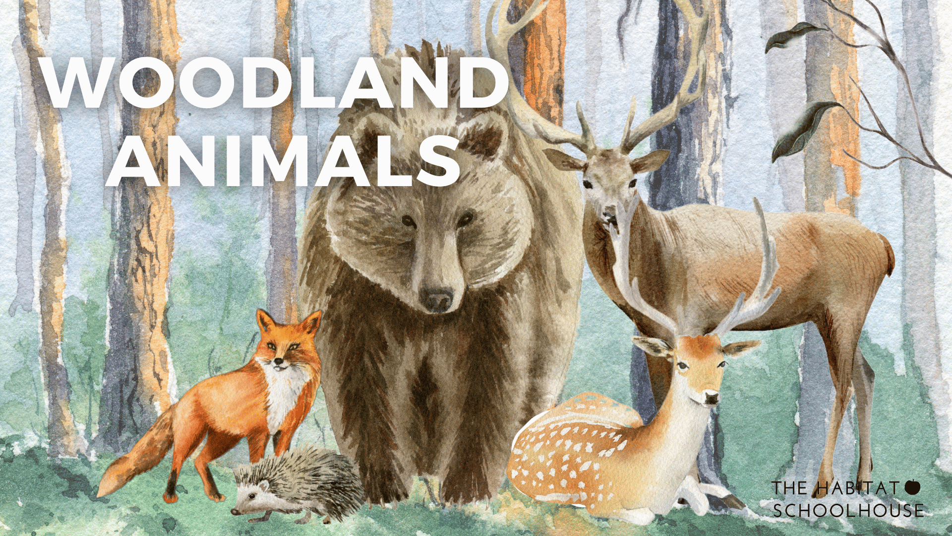 Explore the Forest with Woodland Animals — Habitat Schoolhouse