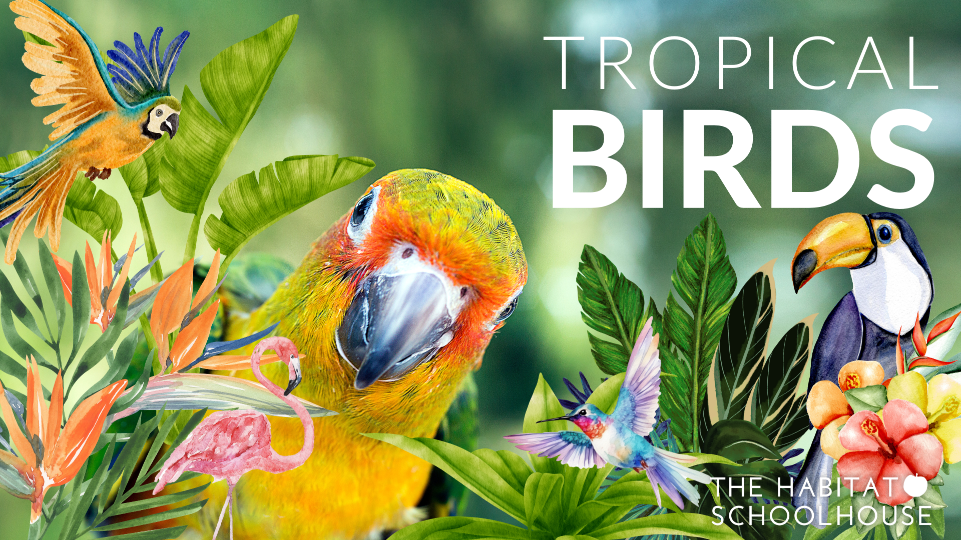 Soar into Science: Unleash Your Child's Curiosity About Tropical Birds ...