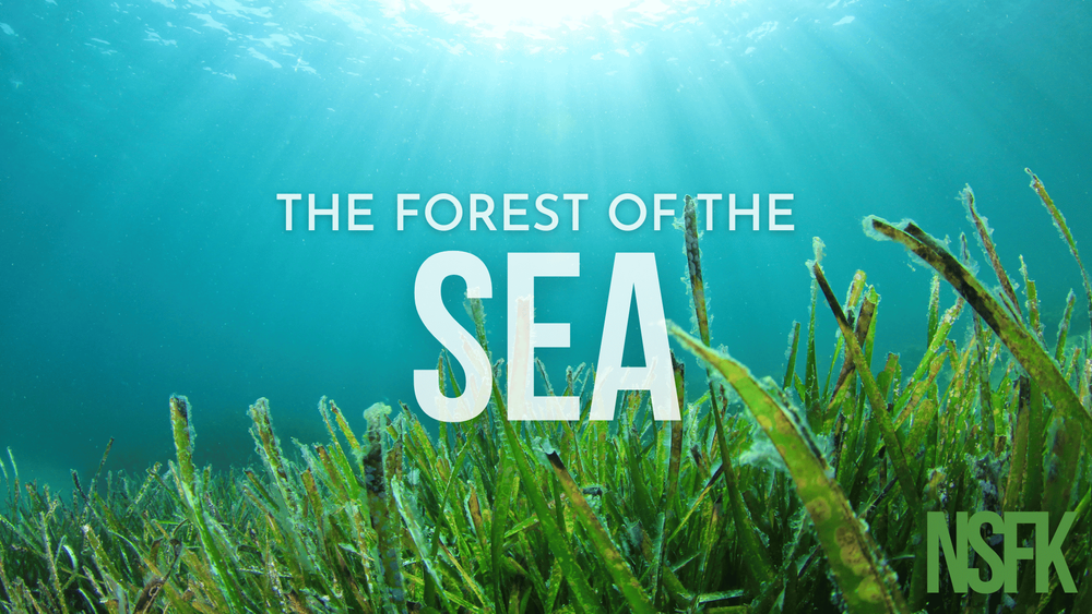 The Forest of the Sea — Habitat Schoolhouse
