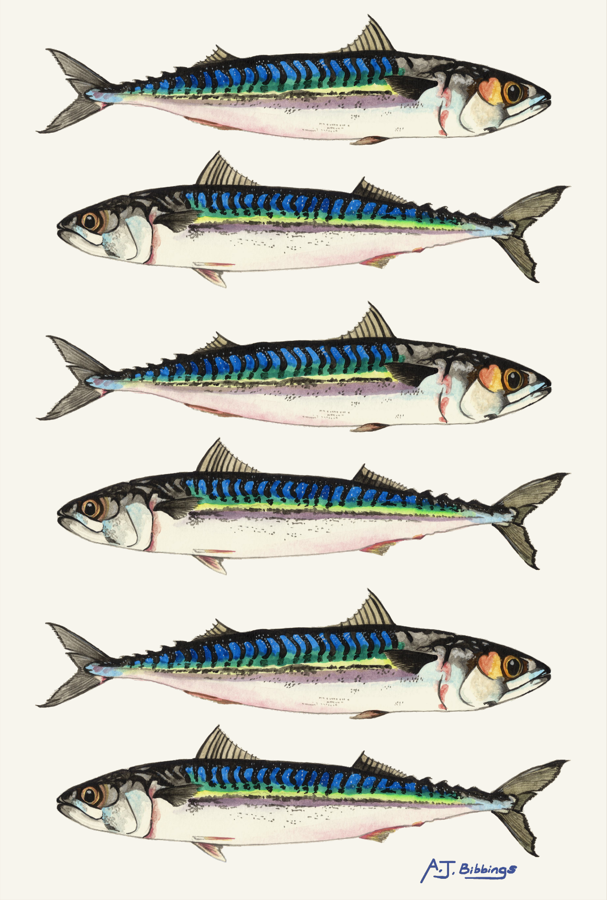 Limited Edition Six Mackerel Print| Shop| The Animal Artist