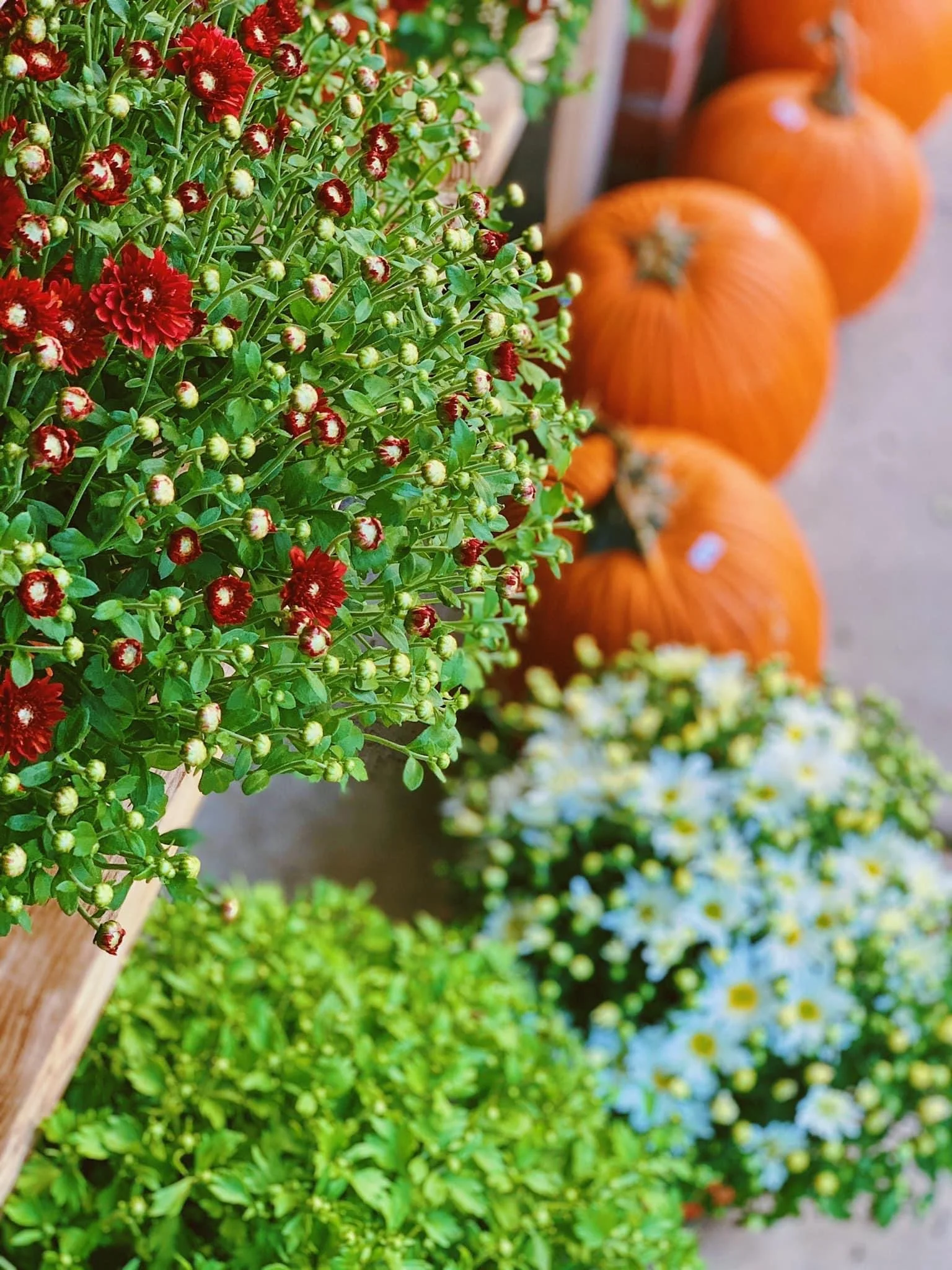 Farmers Market of Grapevine