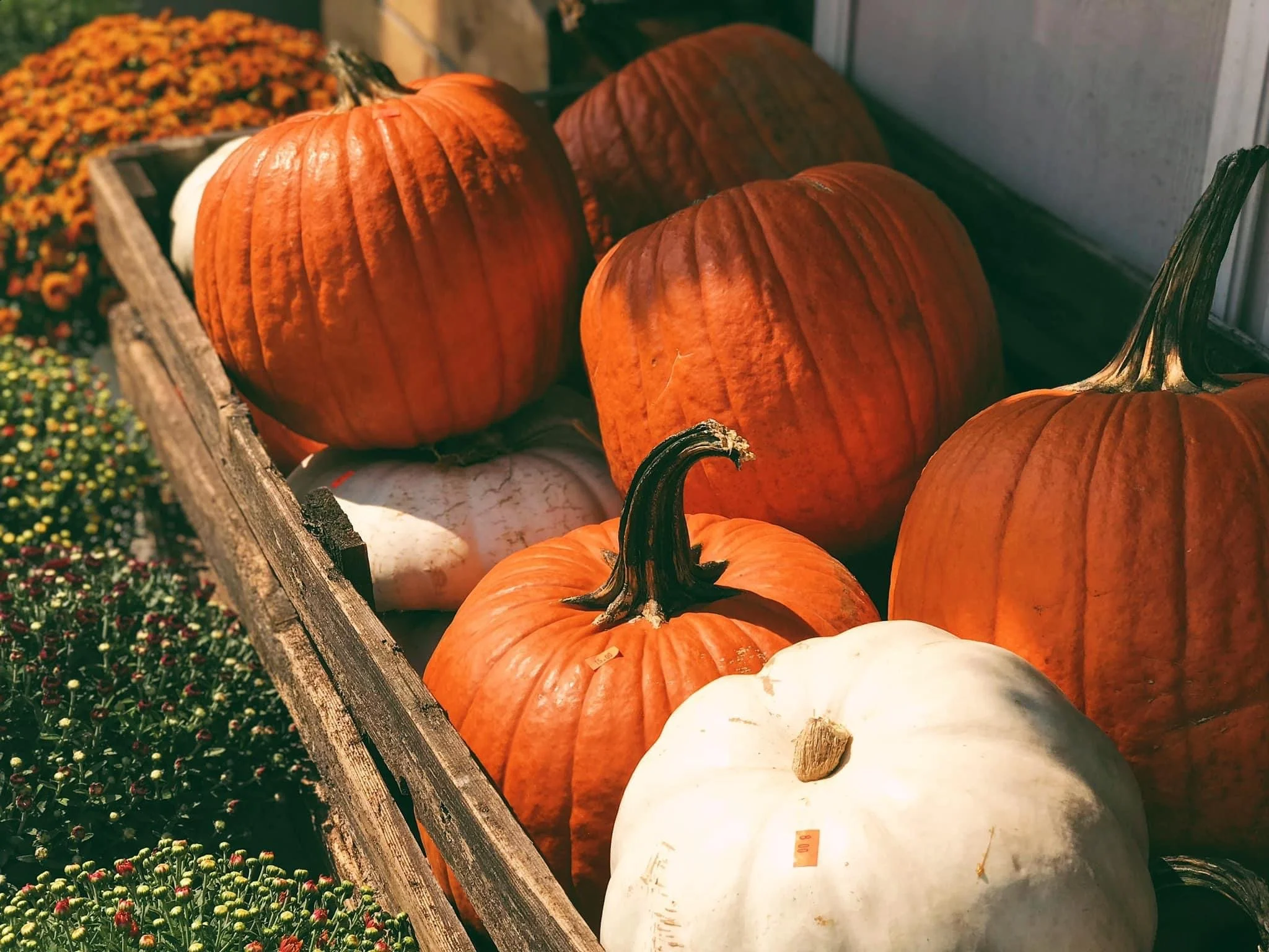 Farmers Market of Grapevine
