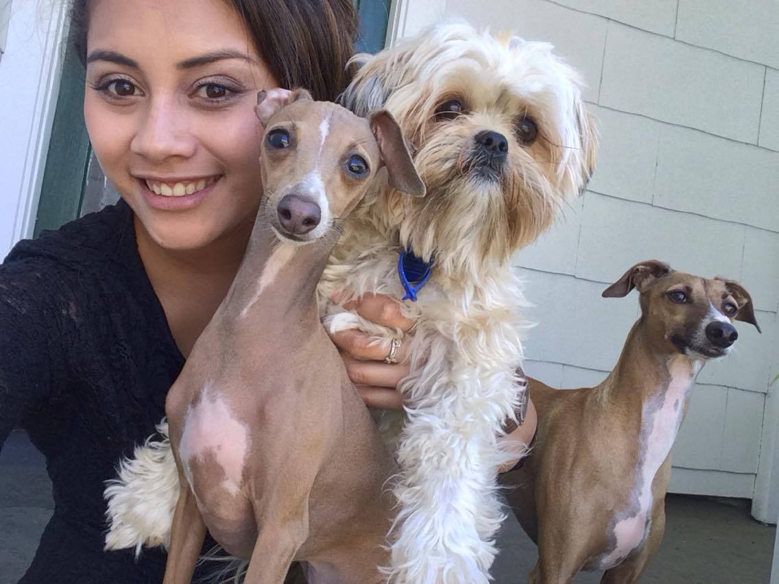 Italian Greyhound Smiling Kermit