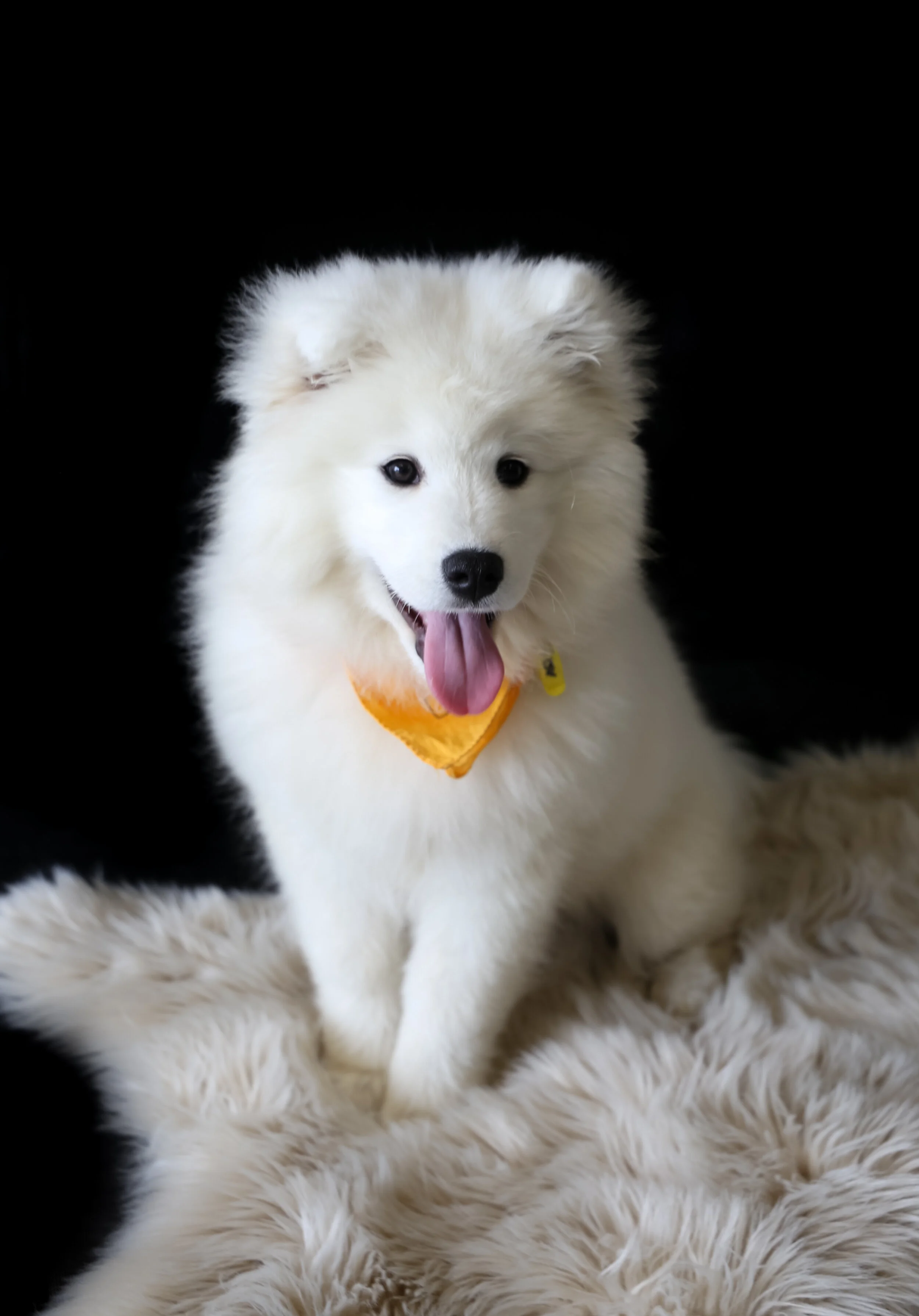 Golden Paws