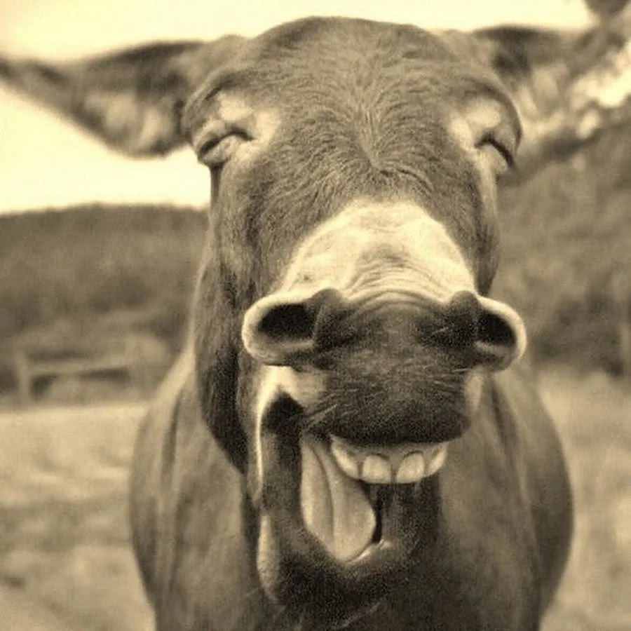 Funniest Faces Ever Try Not To Laugh