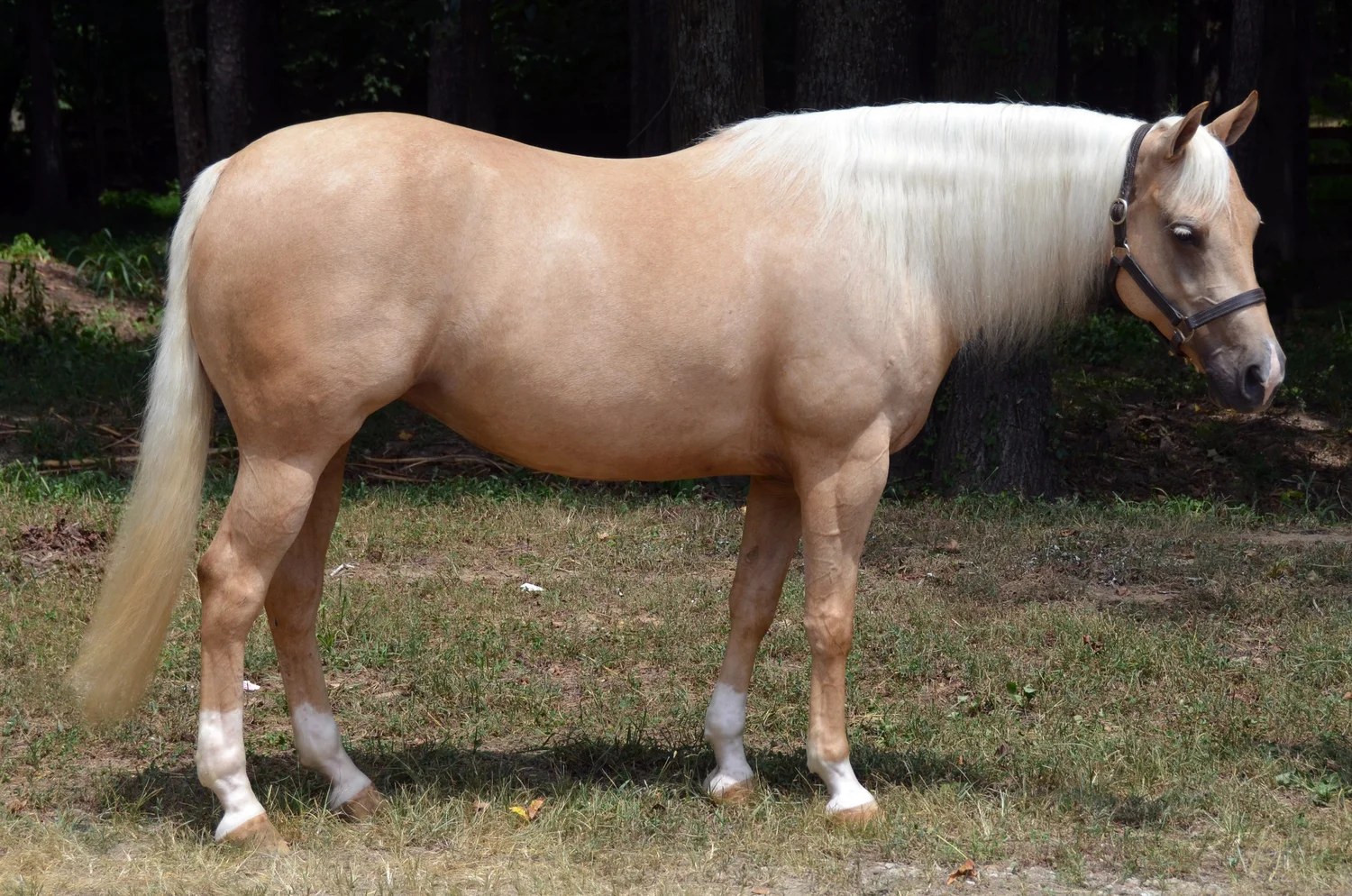 Sales — Sam Schaffhauser Performance Horses, LLC