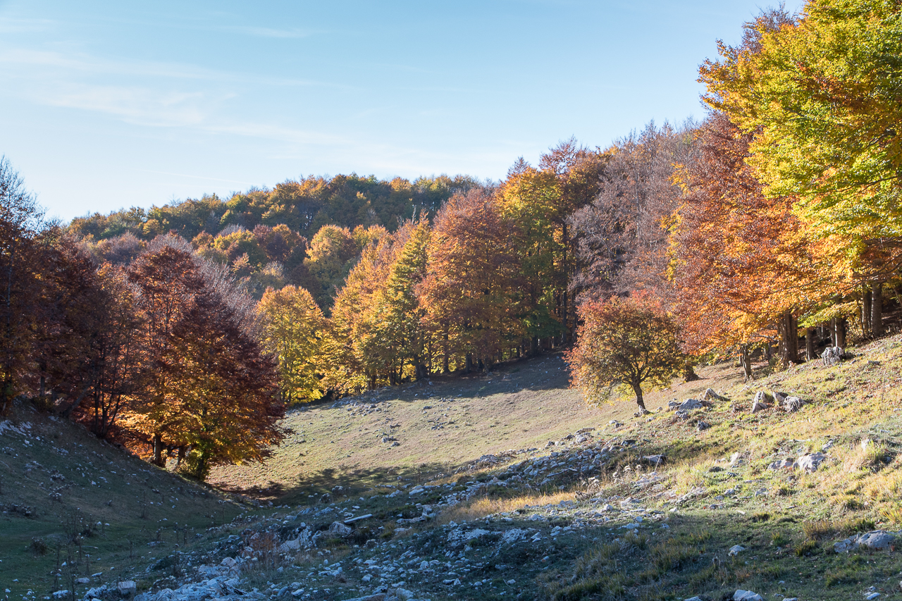 Un anello nella faggeta di Campo dell'Osso — VASSILI BALOCCO - Nature & Landscape Photography