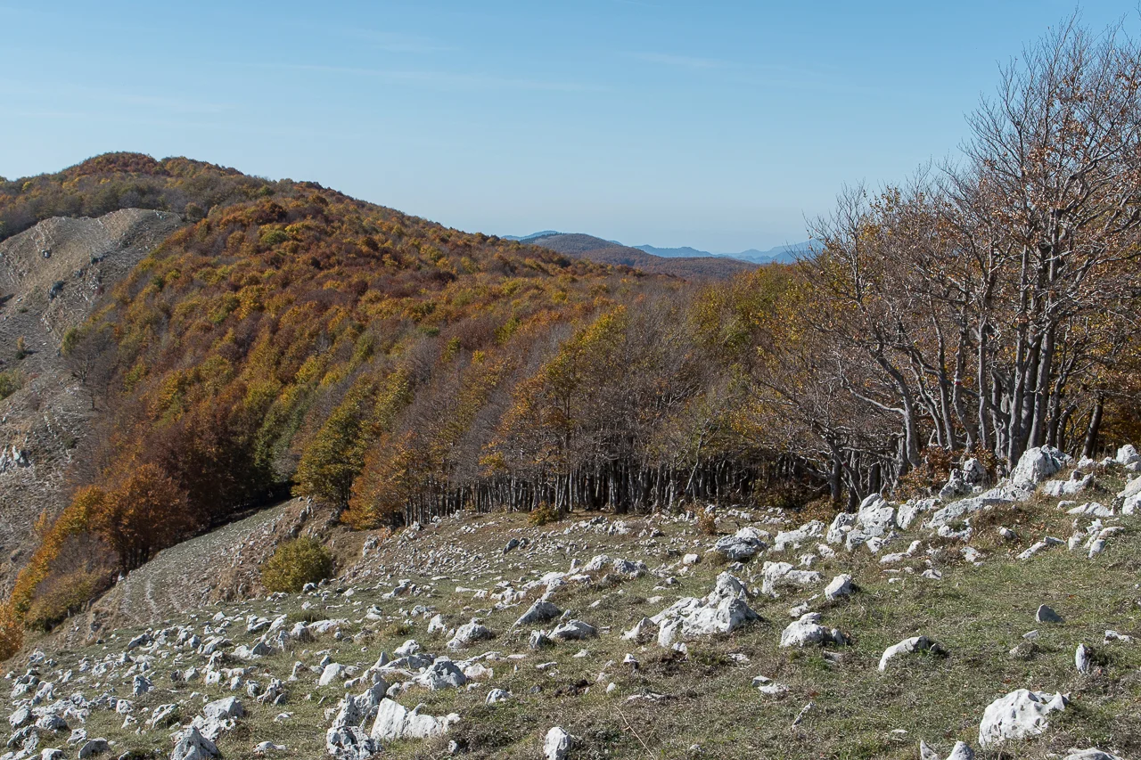 Un anello nella faggeta di Campo dell'Osso — VASSILI BALOCCO - Nature & Landscape Photography