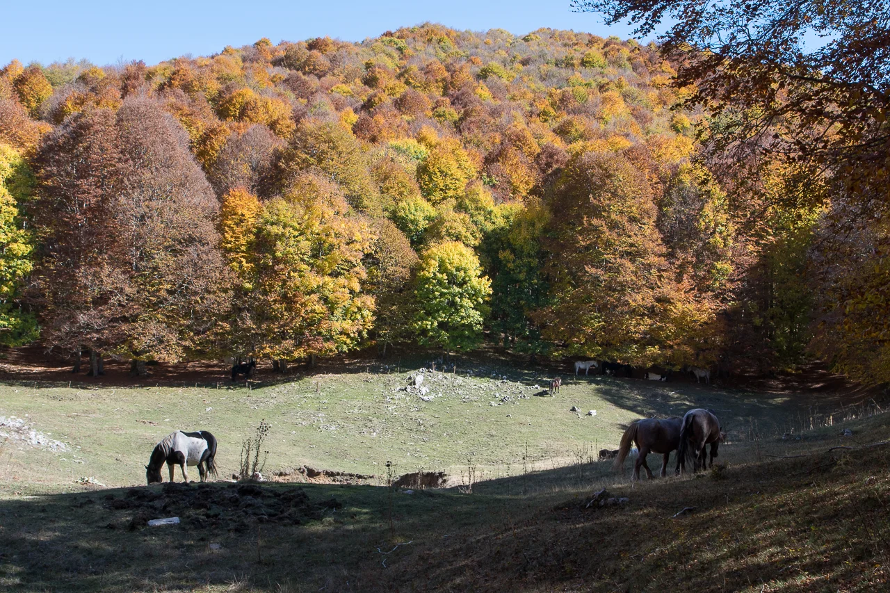 Un anello nella faggeta di Campo dell'Osso — VASSILI BALOCCO - Nature & Landscape Photography