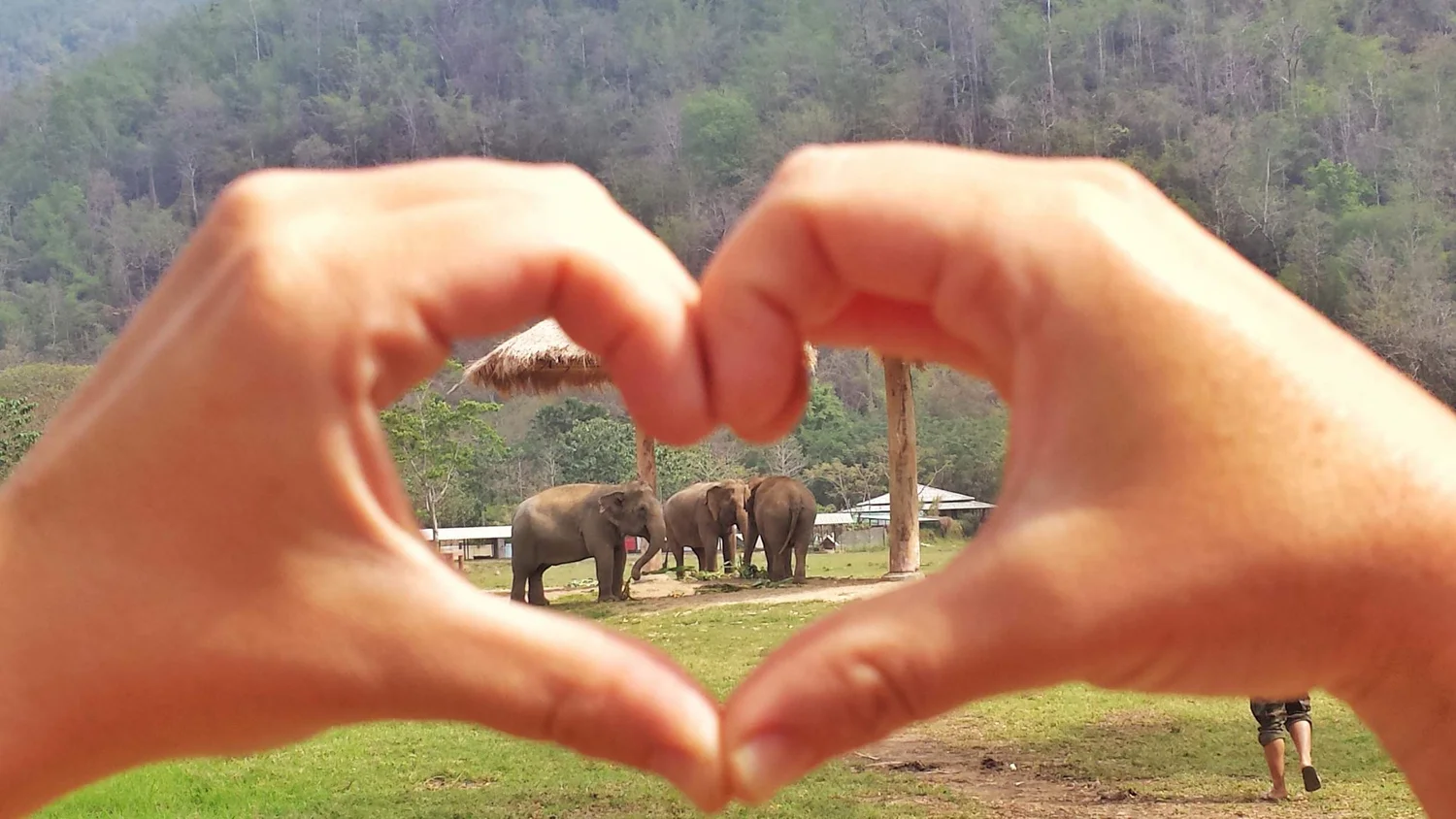 How to Volunteer with Elephants in Thailand - My Deztination via ...