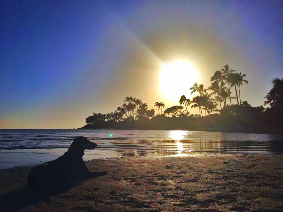 The Ultimate Guide: Pets Traveling to Mexico — My Deztination