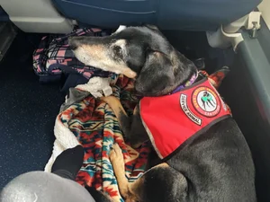 Traveling with Pets to Mexico in 2026: Updated Rules, Documents & Tips ...
