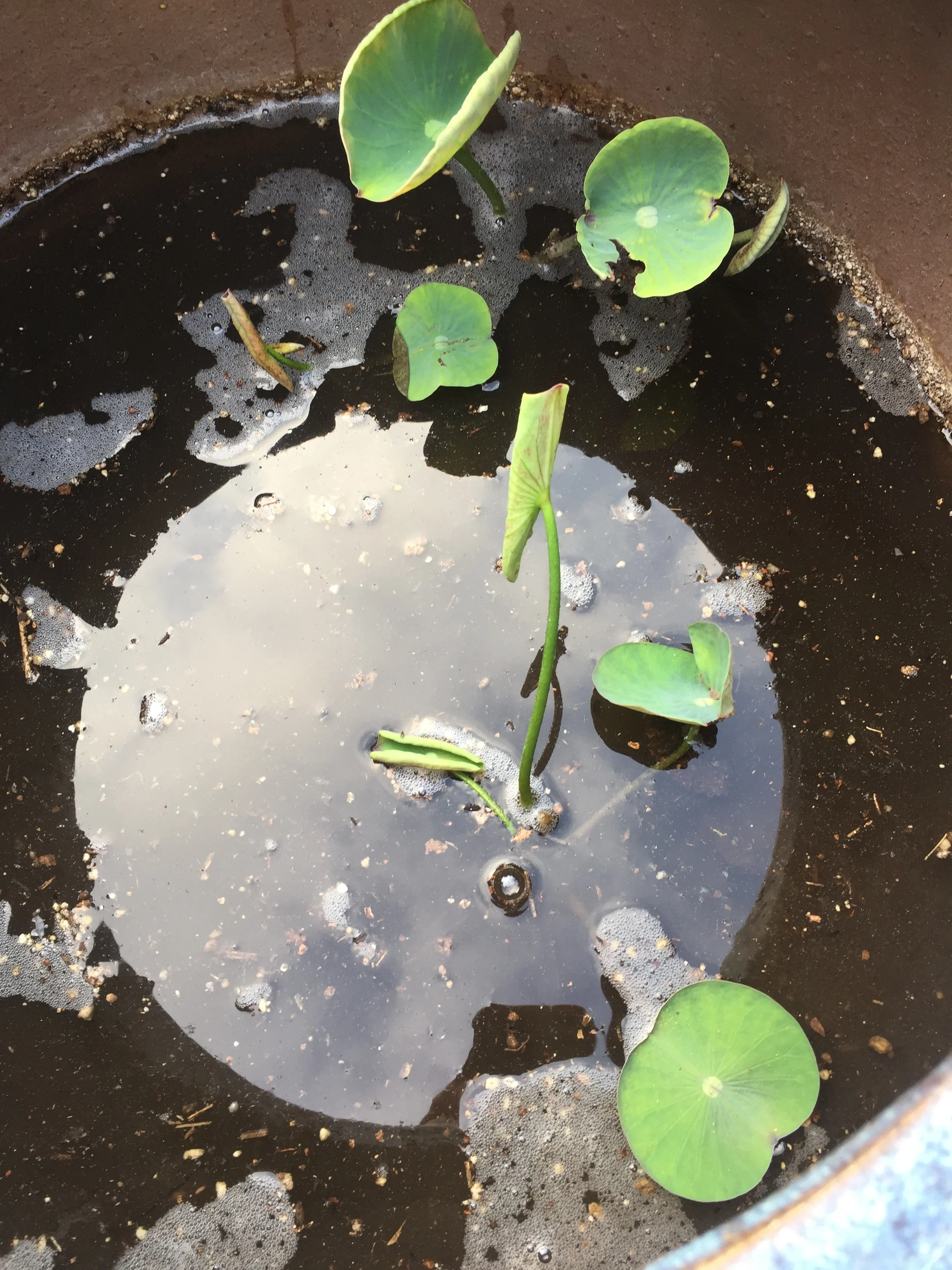 Success! I have live Lotus plants!