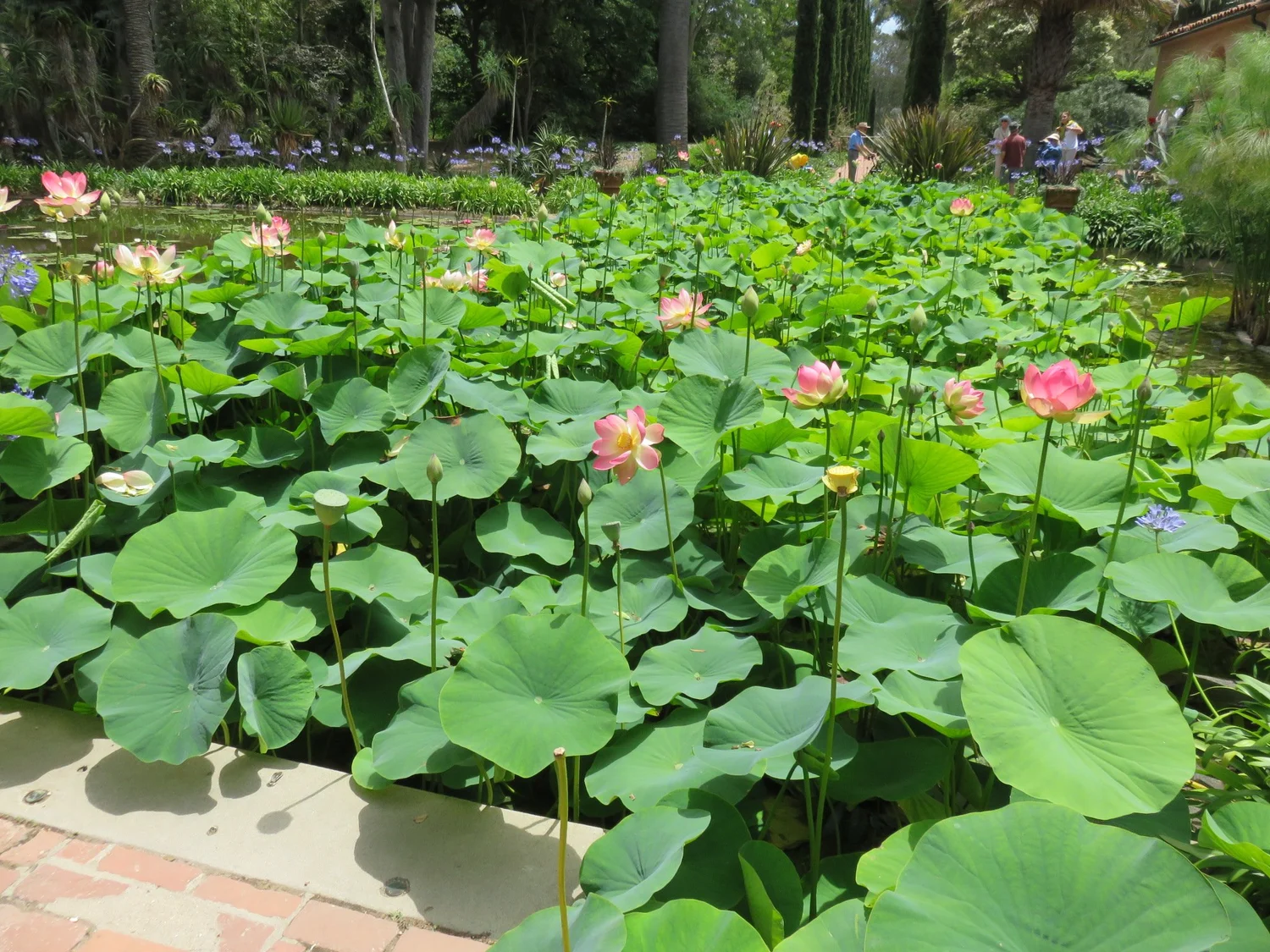 Charming Little Lotus Blog