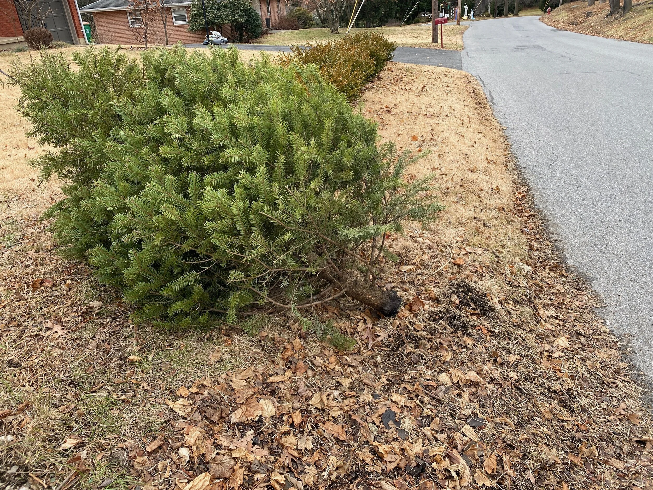 Clean Trees: Best Ways To Throw Away Your Christmas Tree In Beacon — A ...