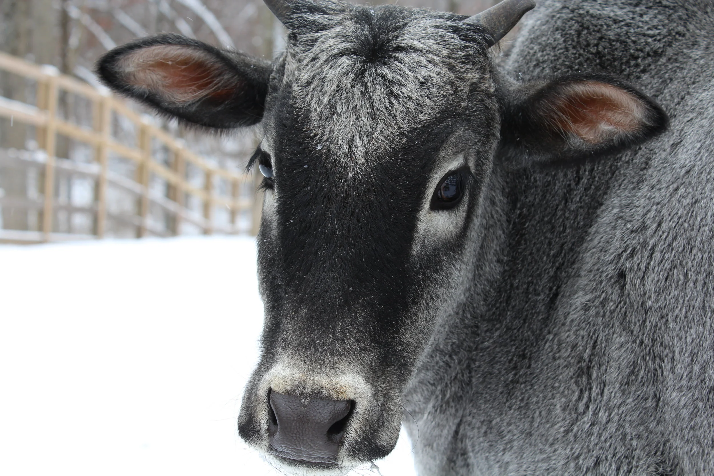 Zebu