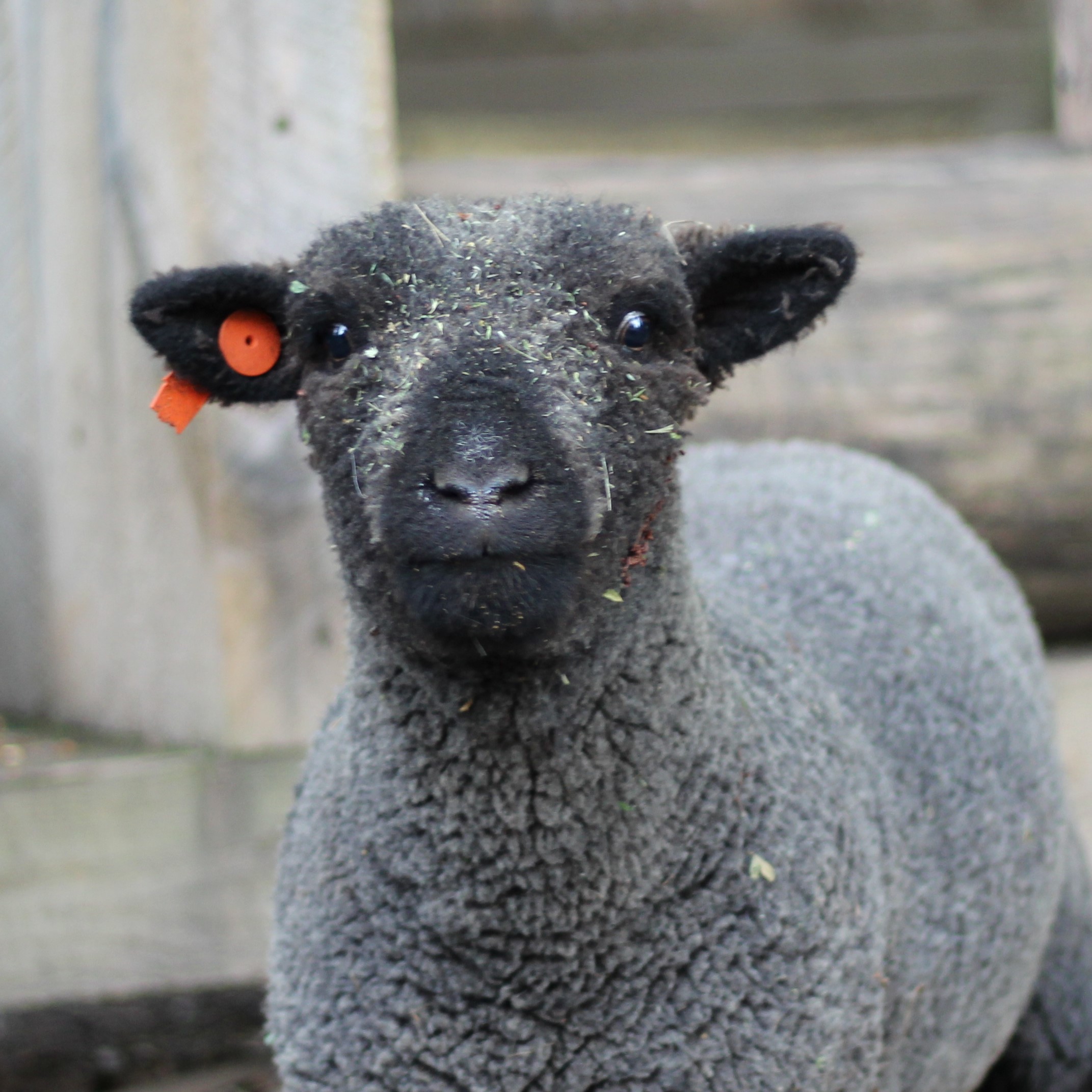 The largest petting zoo in Columbus, Ohio — Olentangy Caverns