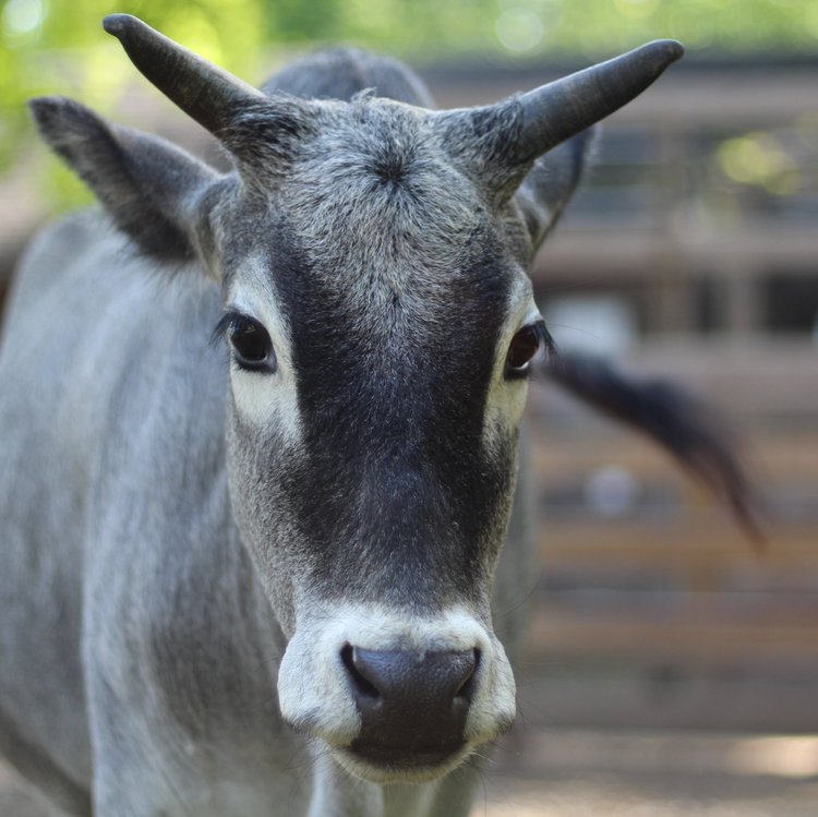 The largest petting zoo in Columbus, Ohio — Olentangy Caverns