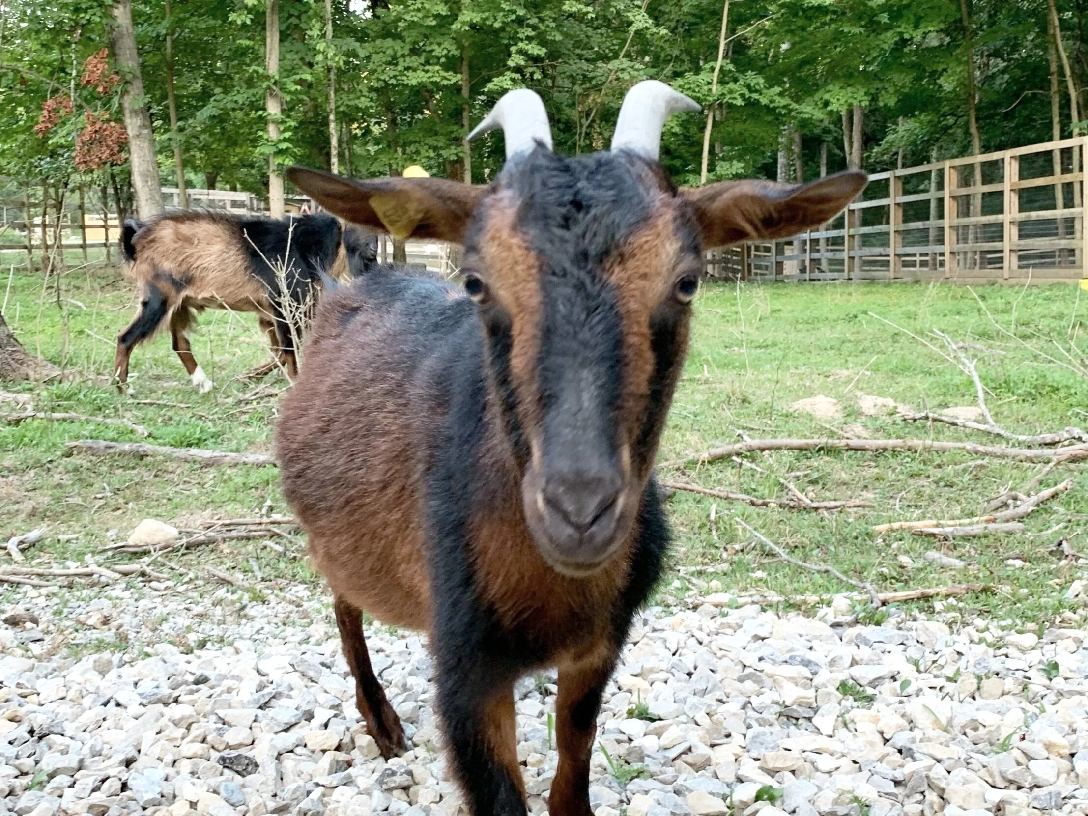 Conservation: Endangered Goats — Olentangy Caverns