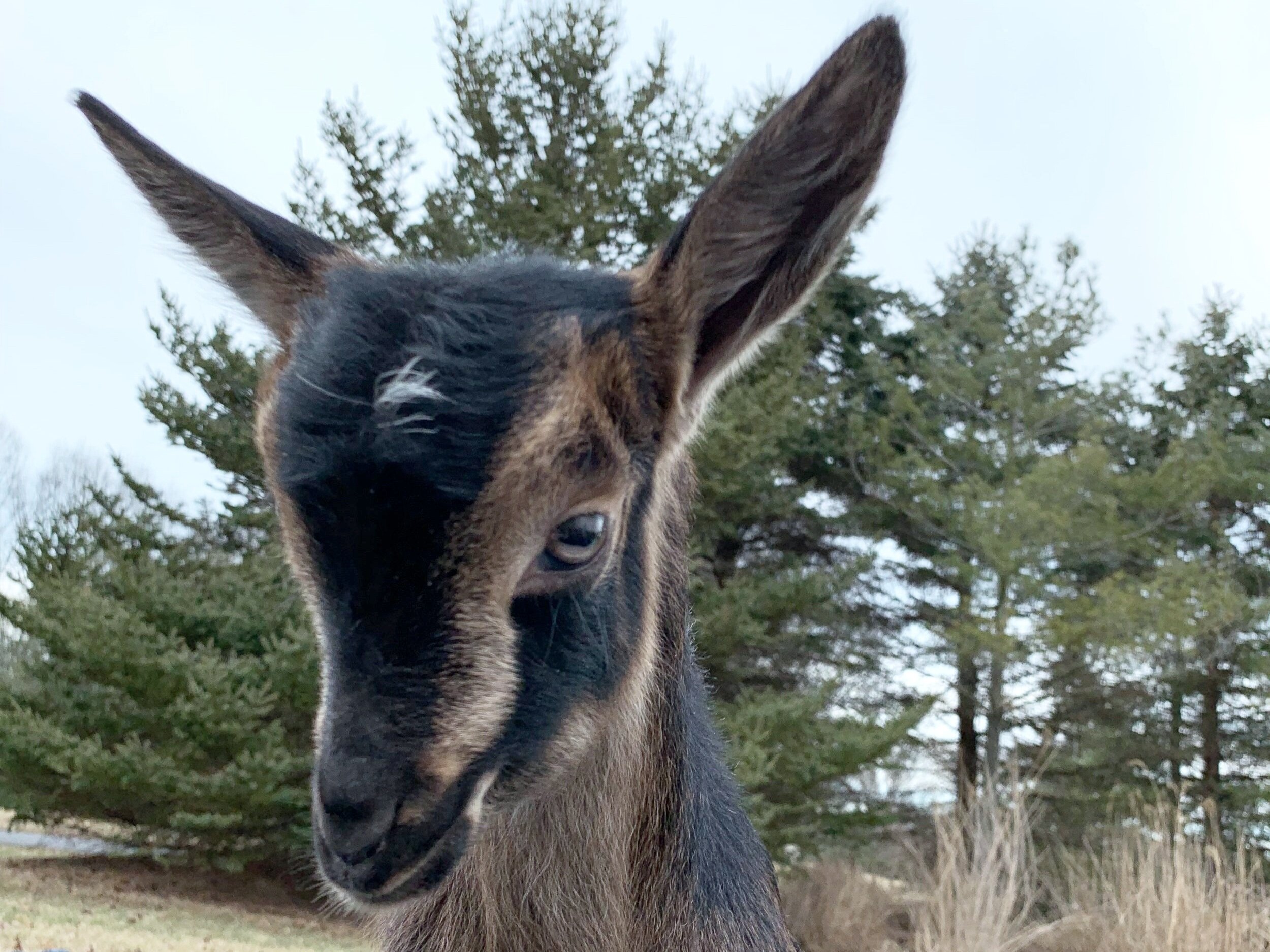 Conservation: Endangered Goats — Olentangy Caverns