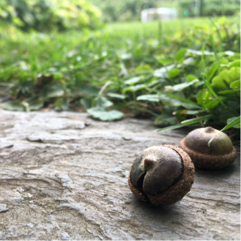 Five Poems for Fall — Phonetic Planet