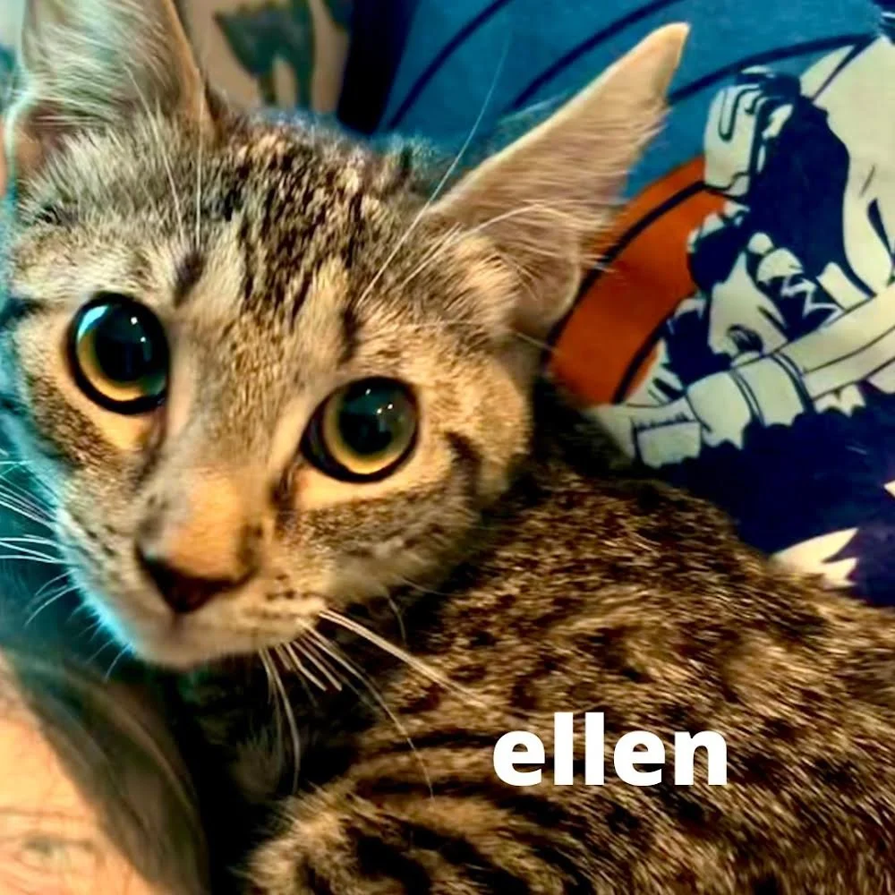 El Gato Coffeehouse Cat Cafe