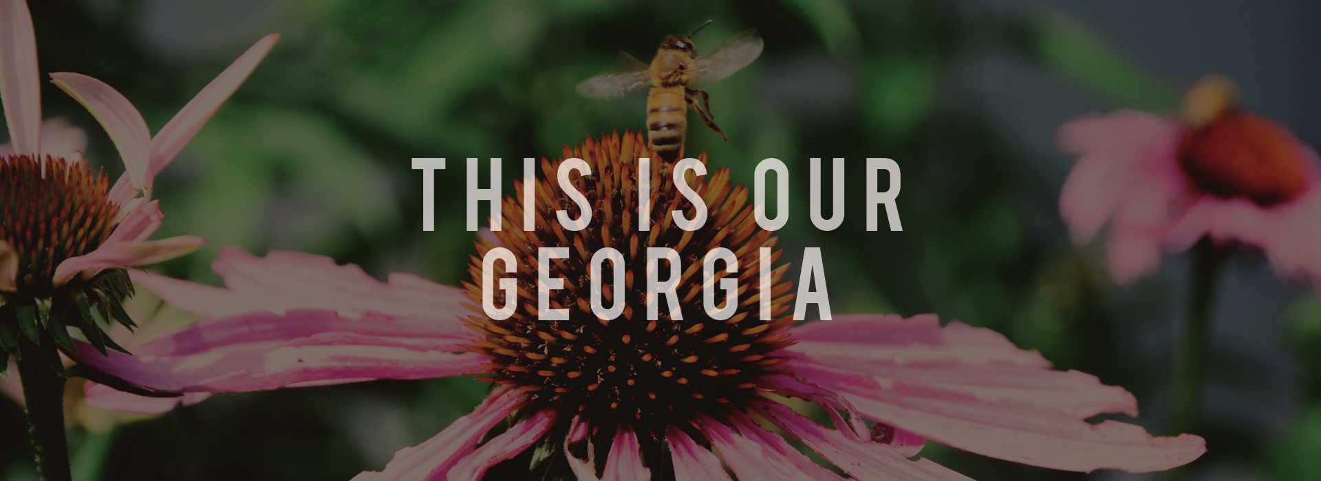 Policies — Georgia Conservancy