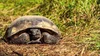 Gopher Tortoise Initiative — Georgia Conservancy