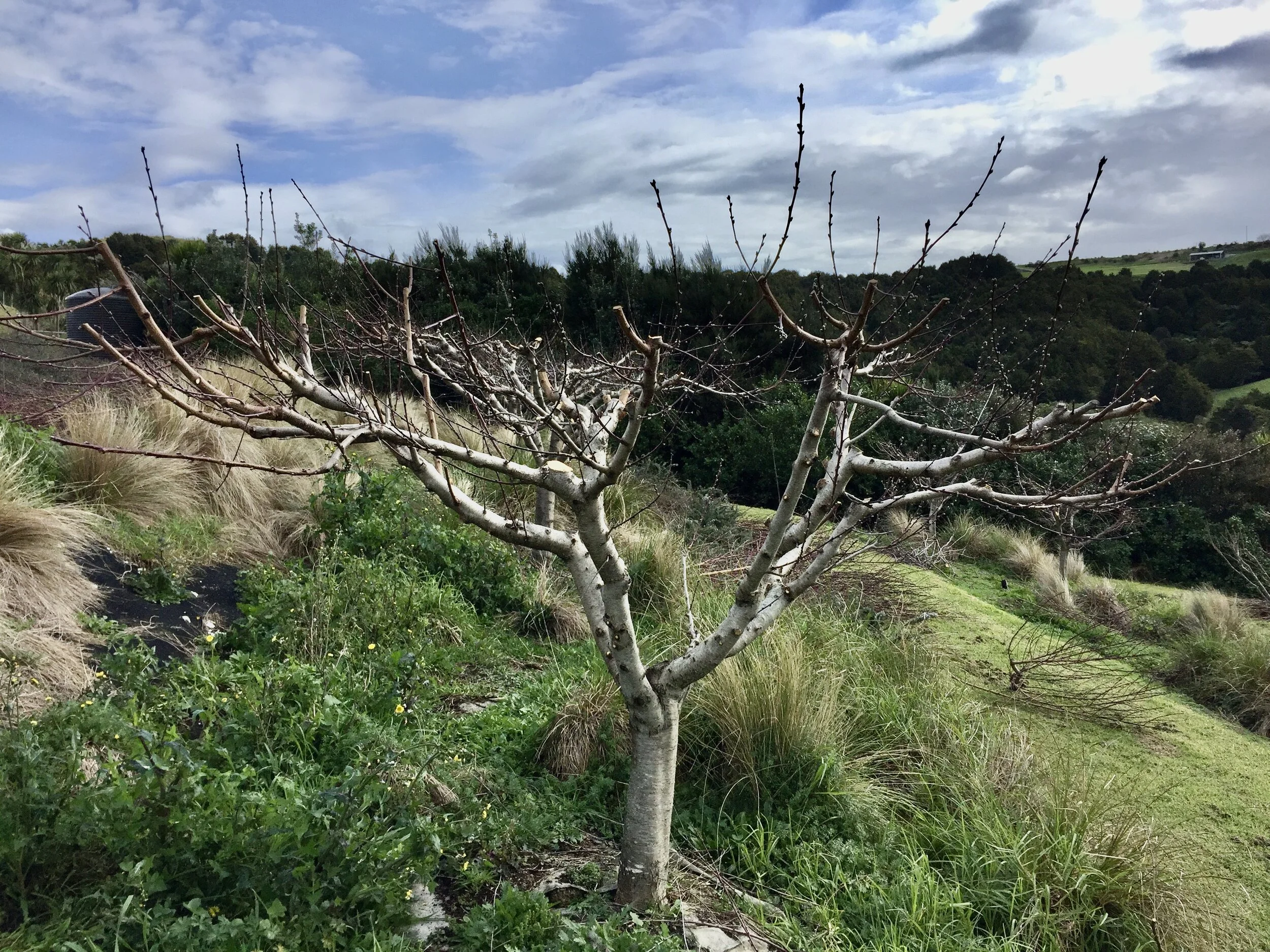 Forgotten Fruits – About Us