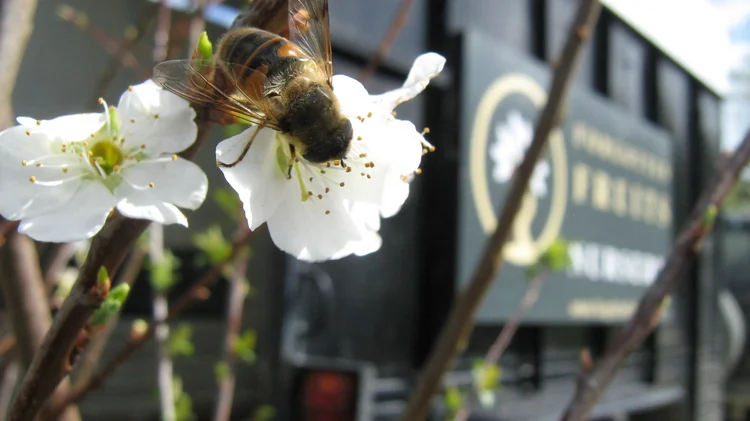 Forgotten Fruits – Nursery and heirloom fruit tree supply