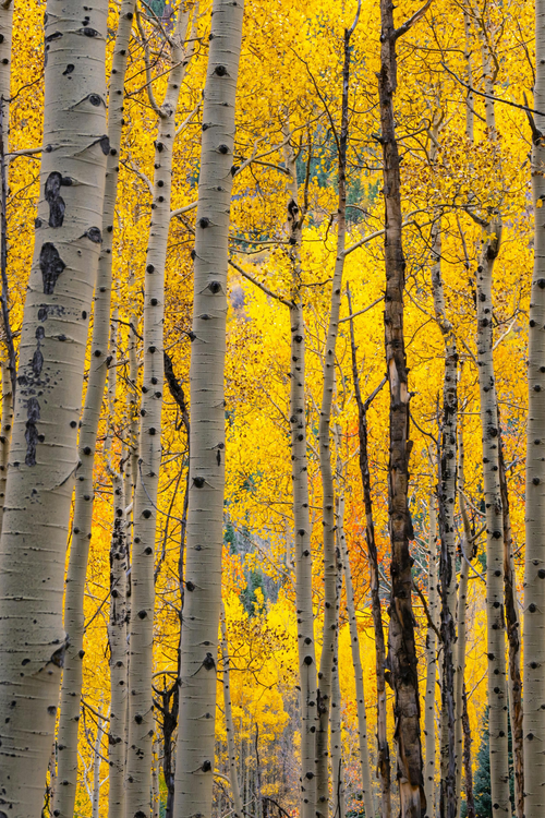 Aspen Restorative Consulting