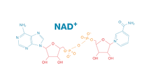 What is NAD+? — Zen Basil | Organic Basil Seeds | High Fiber Superfoods
