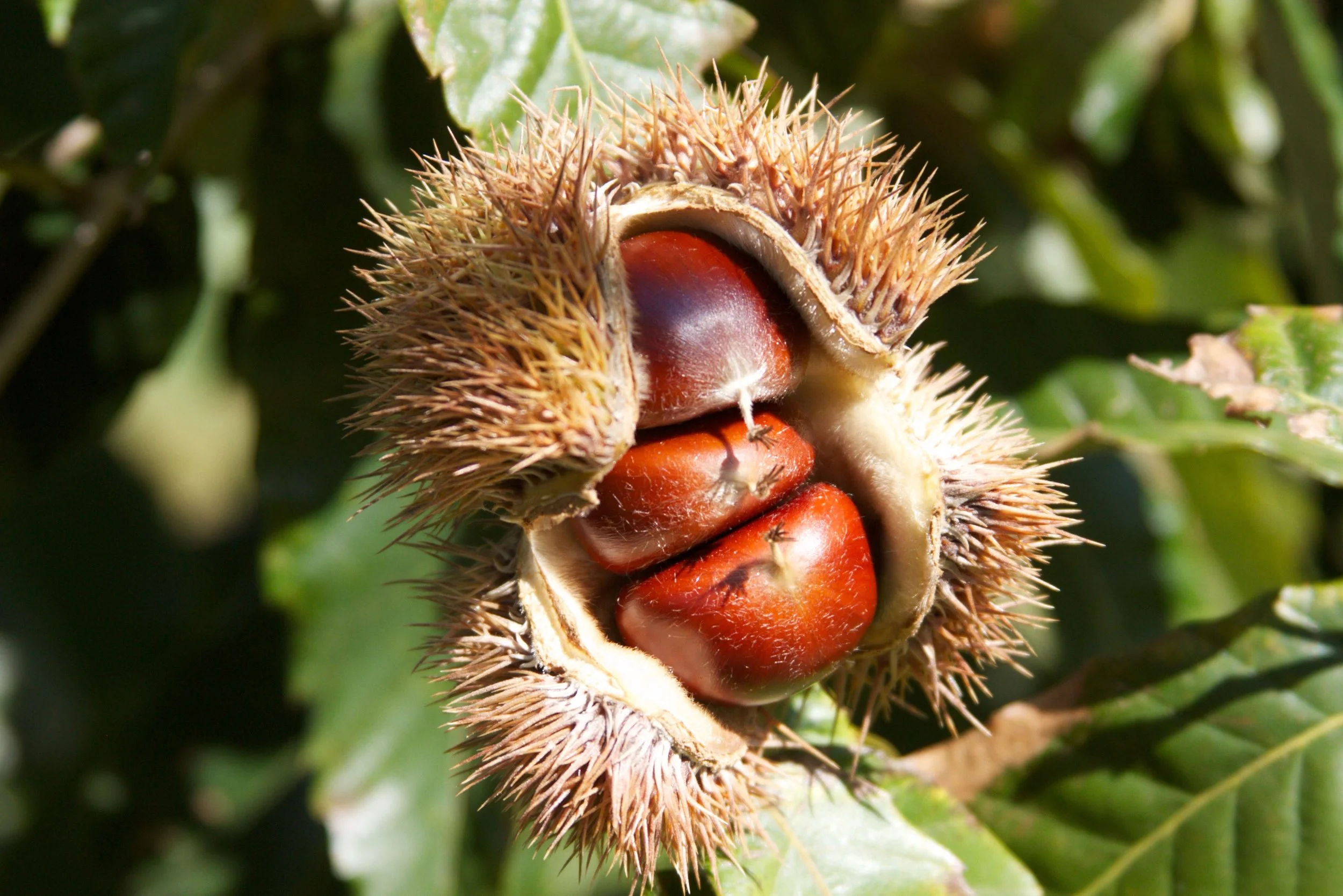 Going Big: Investing in Chestnut Agroforestry — Propagate