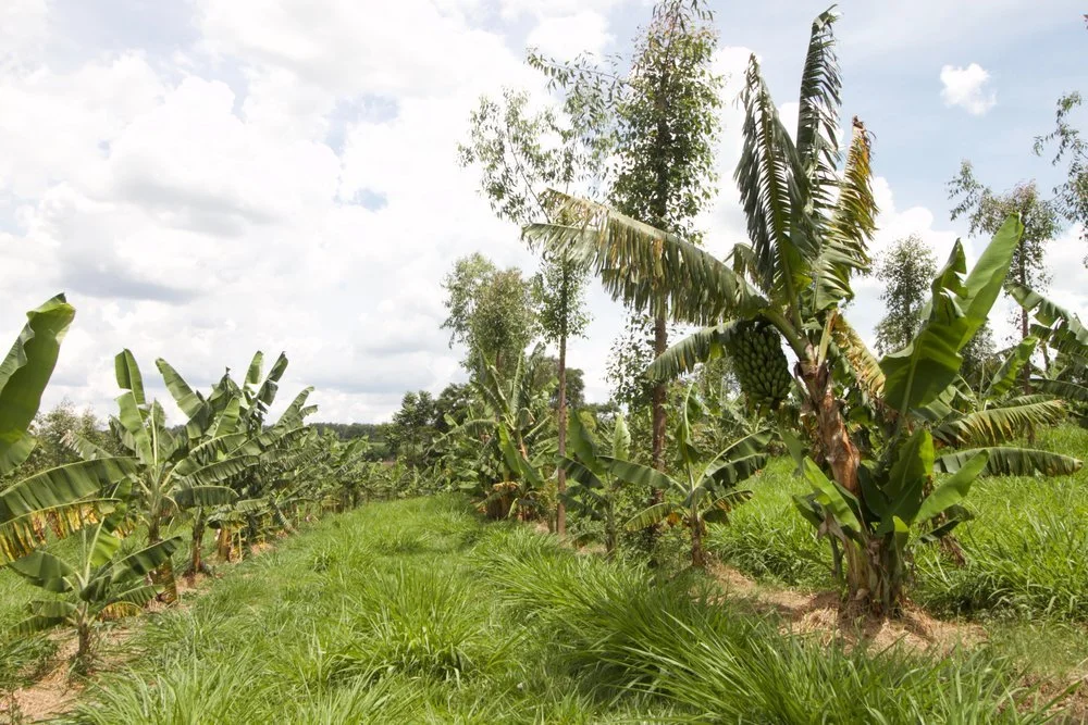 Cold Climate Syntropic Agriculture — Propagate