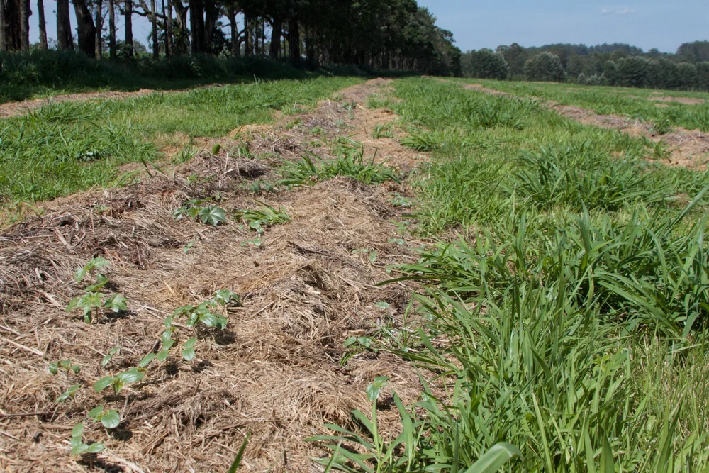 Cold Climate Syntropic Agriculture — Propagate