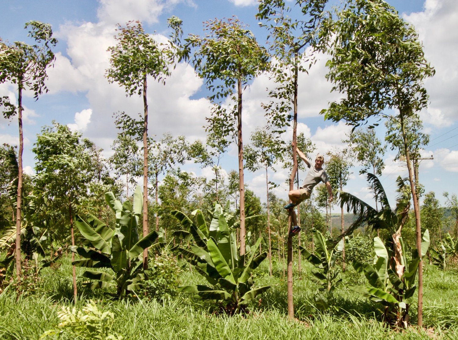 Cold Climate Syntropic Agriculture — Propagate